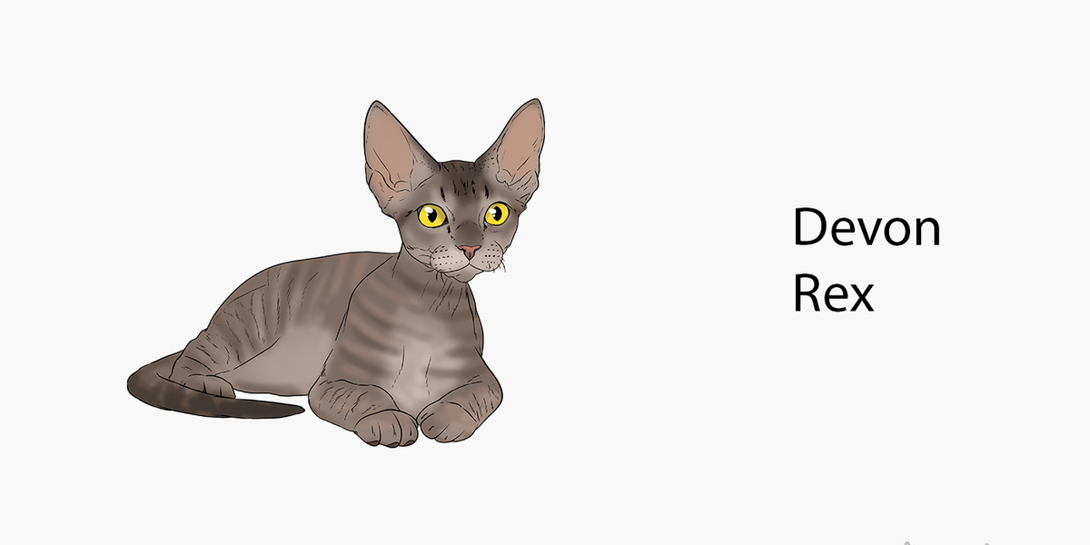 Everything You Should Know About Devon Rex Cats