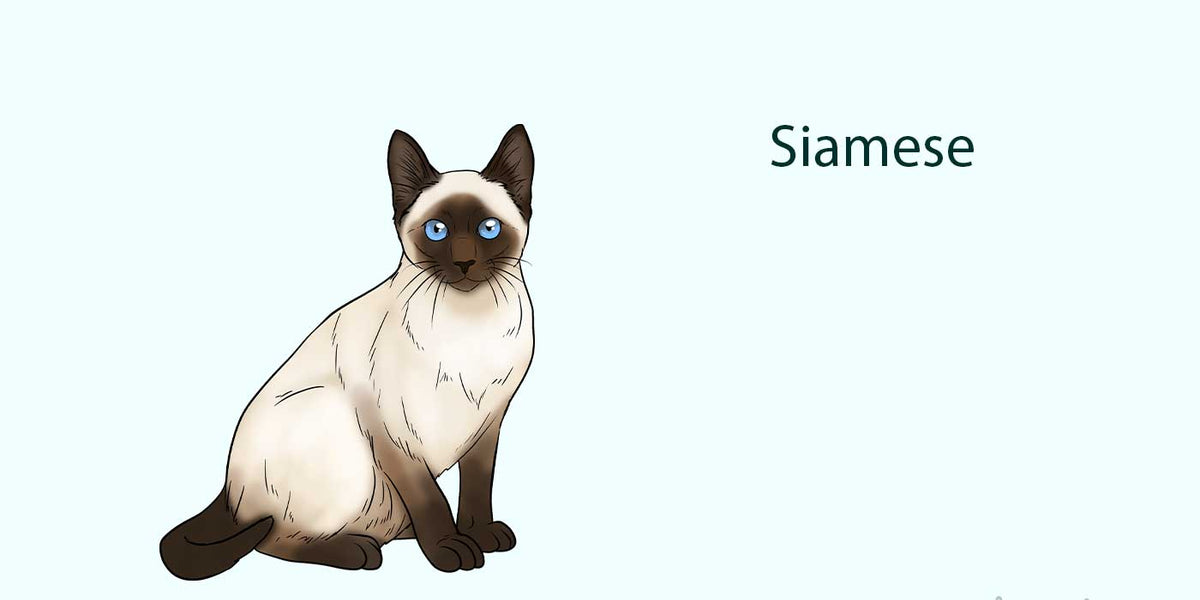 Everything You Should Know About Siamese Cats