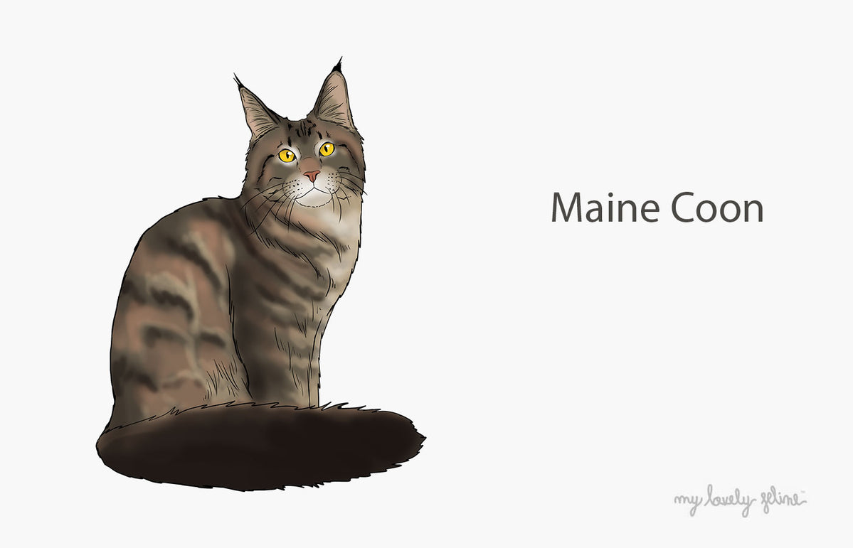 Everything You Should Know About Maine Coon Cats